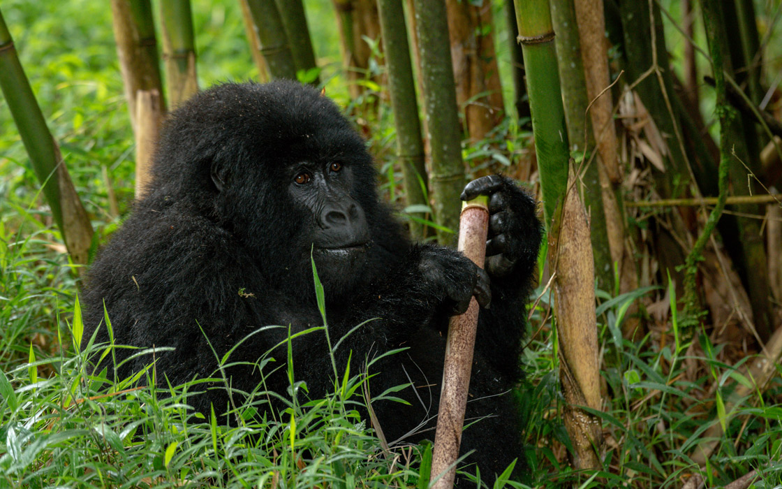 10 Fascinating Facts About Pregnant Gorillas in the Wild